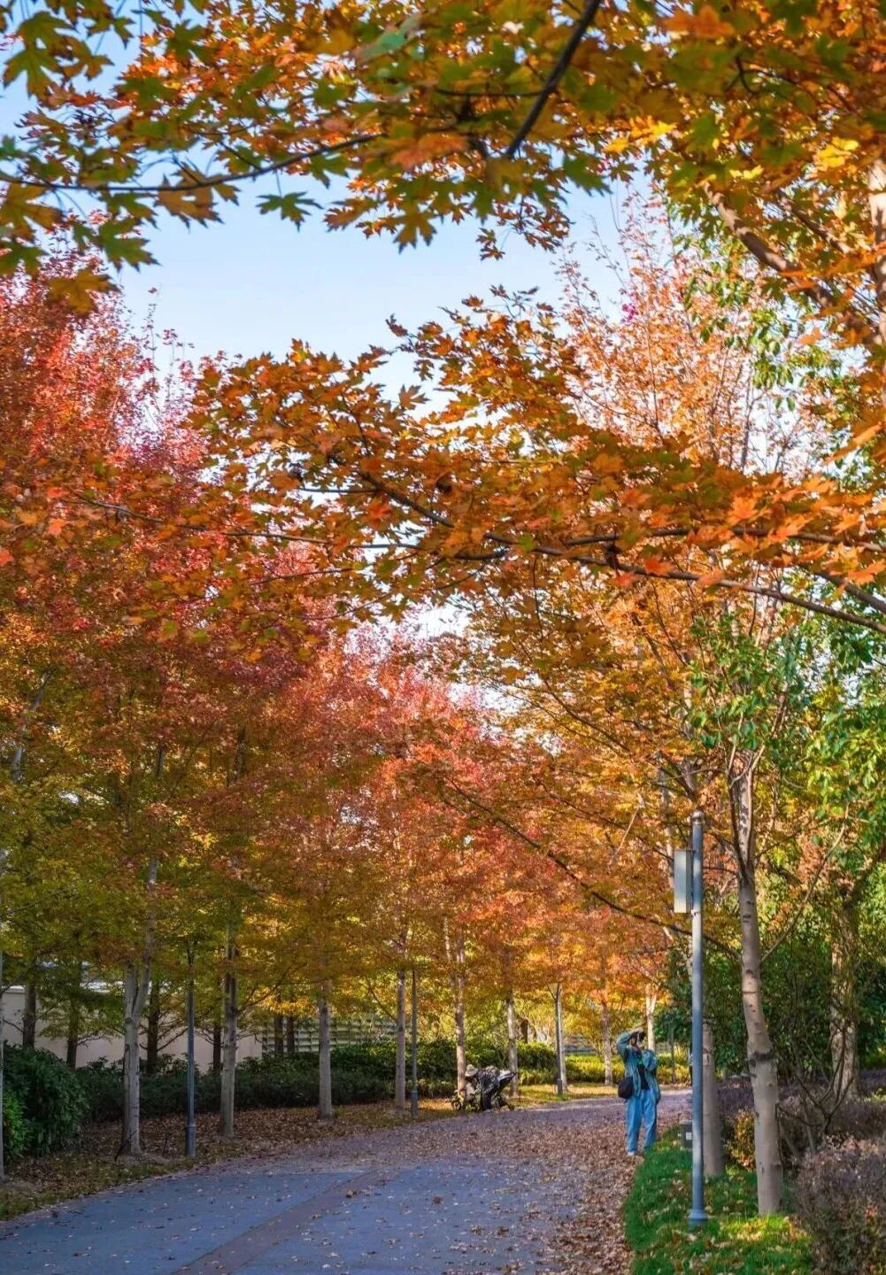 在苏州河畔追风，去梧桐树下漫游！普陀这两条骑行路线，你要PICK哪一条？——上海热线旅游频道
